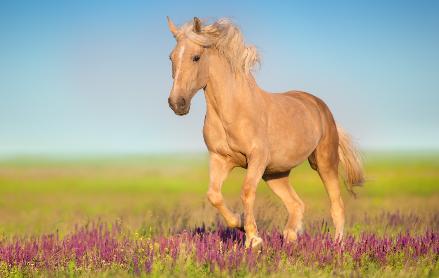Healthy Tips for Horses in the Summer. - Immuvet