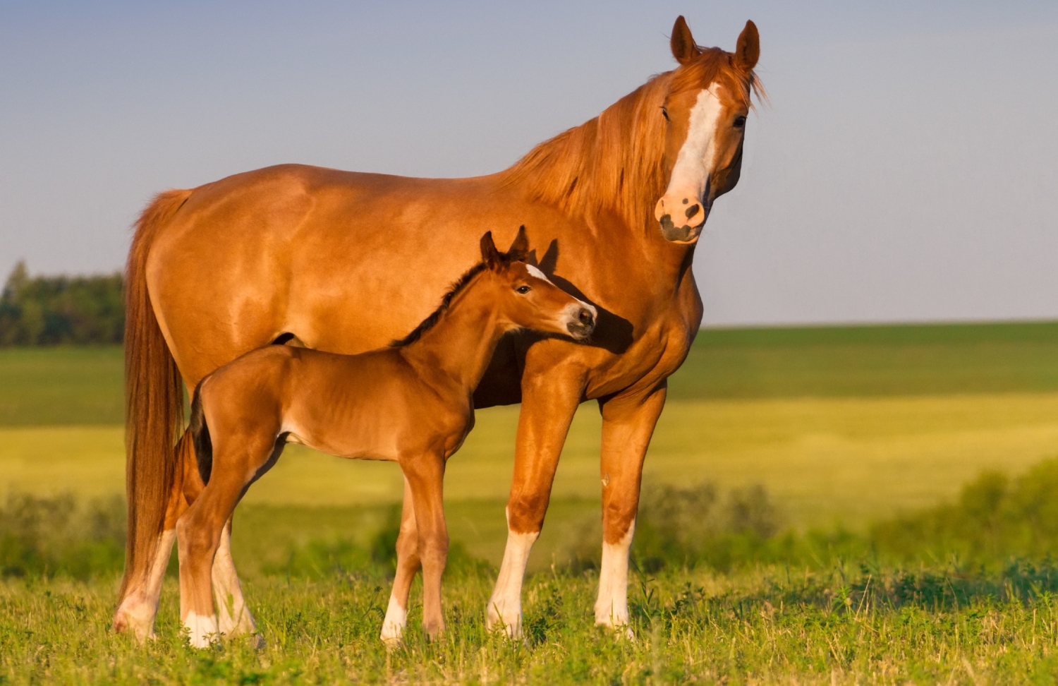 Weaning Season Nutrition for Foals and Mares - Immuvet